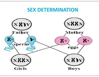 Chromosomes Sex Determination Pdf