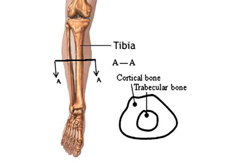 Actual Tibia Feature And Its Cross Section Download Scientific Diagram