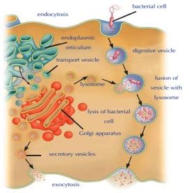 Cell Structure A Level Biology Revision Notes