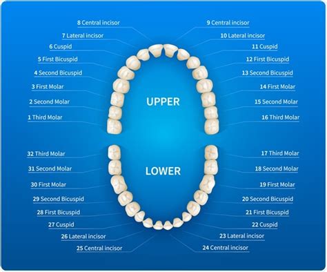 Us Dental Tooth Numbering System Chart