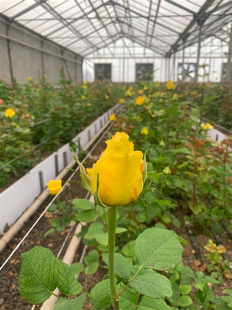 სანერგე ქარელში სანერგე ქარელში Added A New Photo