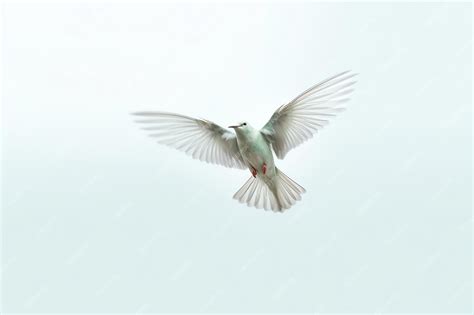 빨간 발을 가진 흰 새가 날개를 펴고 하늘을 날고 있습니다 프리미엄 사진