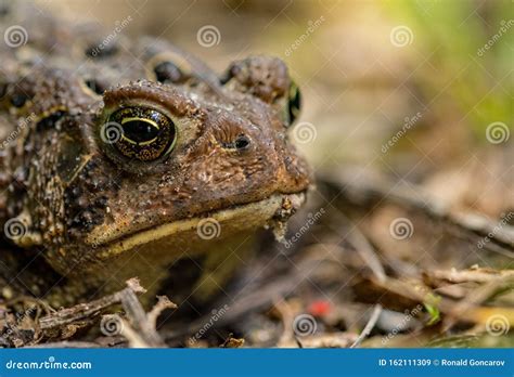 Macro Portraint Of Large Brown Toad Stock Image Image Of Nature Frog