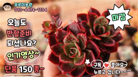 ️오늘도반할꼬예요단품150종~푸르미다육다육판매다육식물다육이키우기多肉植物 たにくしょくぶつkorean Succulent Plants 봄맞이국민다육충북다육