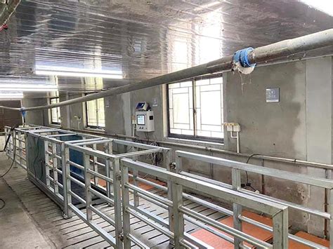 Stress Free Cattle Weighing Systems Zhengzhou Bangmao Weighing Equipment Co Ltd