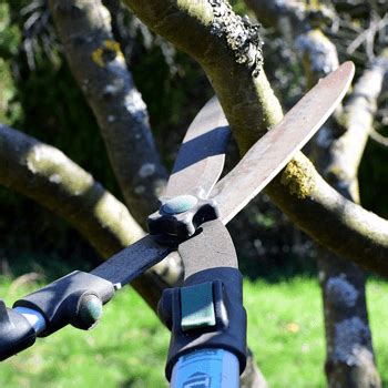 The High Cost Of Poor Tree Pruning Practices O Brien S Tree Care
