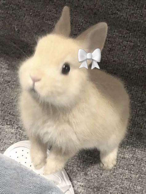 Cute Bunny Pfp