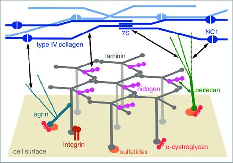 What Does A Basement Membrane Do Openbasement