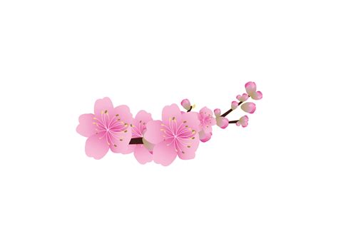 Sakura Flowers Background Cherry Blossom Isolated White Background