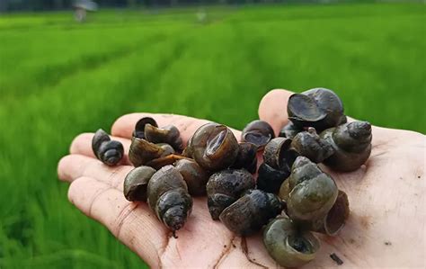 Siput Sering Disebut Hama Berikut 5 Manfaat Siput Sawah Bagi Lingkungannya
