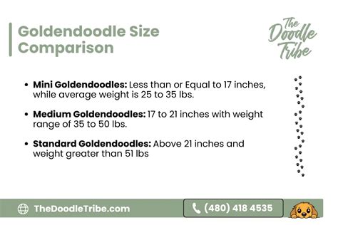 Goldendoodle Size Comparison Toy To Standard Guide