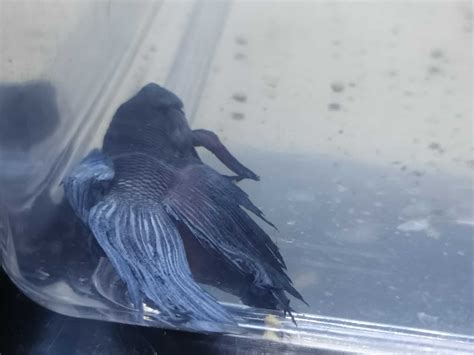 請問我的鬥魚為什麼會大片掉鱗 水族板 Dcard