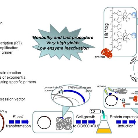 Steps For Synthesis Of The Recombinant Proteins In E Coli The Cdna Download Scientific