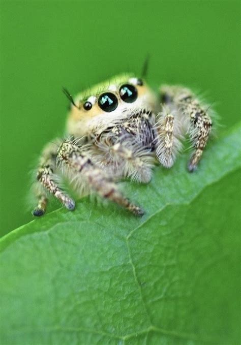Discover 25 Cute Spiders And Jumping Spider Ideas Arachnids Spiders