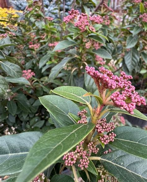 Вибурнум Ева Прайс Viburnum Tinus Eve Price Дворът БГ