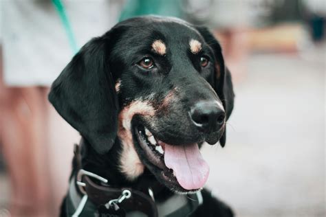 Rebar Calculator — How Much Do I Need