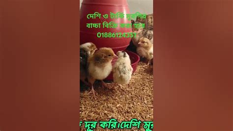 দেশি ও টার্কি মুরগির বাচ্চা বিক্রি করে হবে Desi Murgir Baccha Desi