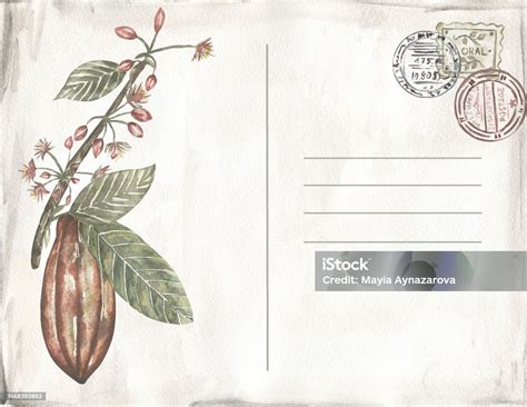 카카오 포드와 나뭇잎이 있는 수채화 빈티지 배너 코코아 가지 콩 잎이 있는 옛 스타일의 그림 손으로 그린 복고풍 우표 카드 0