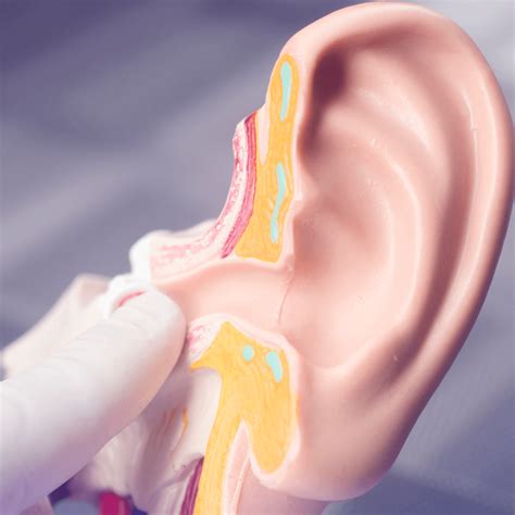 Ear Wax Anatomy Ear Wax Removal Kit Temodu Ear Cleaning Kit Ear