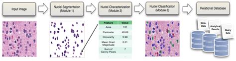 Nuclear Segmentation And Classification Pipeline Images Are Processed Download Scientific