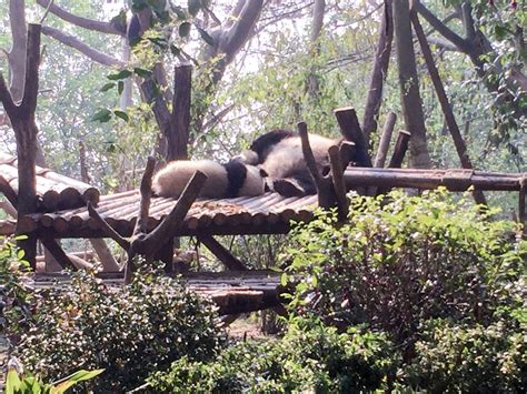 Giant Panda Sanctuary Chengdu Head There Early The Foodie World