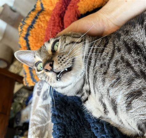 Just Enough To See The Teef Scrolller