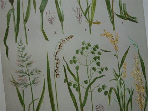 Gras Oude Botanische Prent Grassen Originele Antieke Oude Illustratie