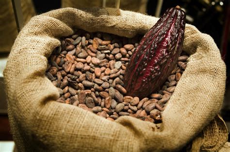 The Iron You Have You Ever Tried Cacao Nibs