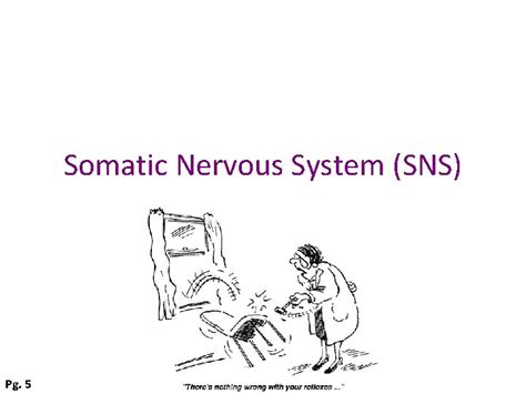 Somatic Nervous System SNS Pg 5 Somatic Nervous