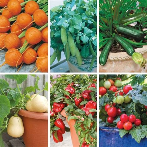 Pots And Containers Vegetable Seed Collection
