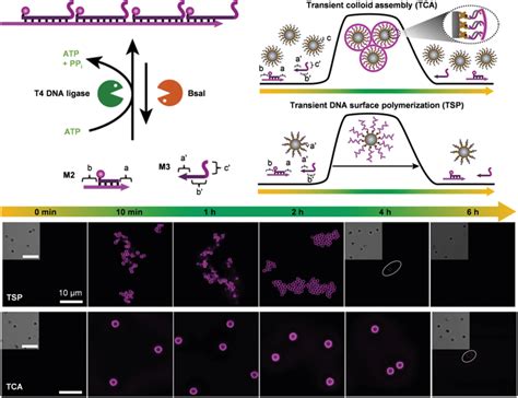 Dissipative Colloidal Assemblies Fueled By Atp Top Left Panel