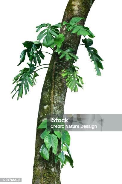 네이티브 몬스타 의 열대 잎은 정글 나무에 야생 등반에서 성장 리아나 식물 열대 숲 식물 상록 덩굴 나무 는 클리핑 경로와 검은 배경에 고립 Hd 이미지와 대해상도 월파프로