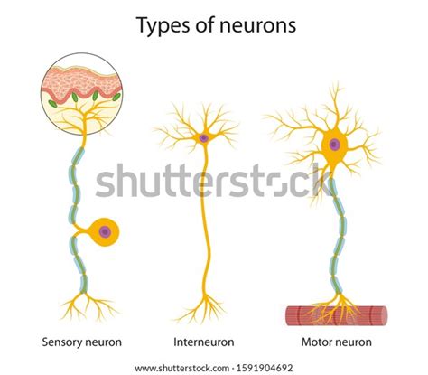 Three Main Types Neurons Sensory Interneuron ilustración de stock