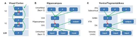 1a C Generation Of Different Types Of Prediction Errors In Cortical