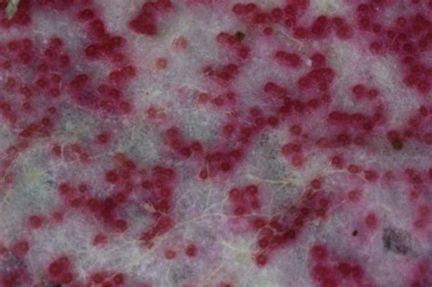 Hypomyces Rosellus Naturespot