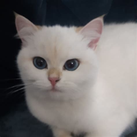 يوميات قطة صغيرة Kedi Küçük Günü Youtube