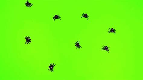 Spider Animation Stock Video Footage For Free Download