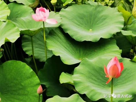 一段有关mpu配置代码的几个小疑问 知乎