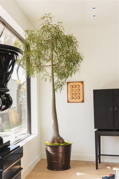 Queensland Bottle Tree Specimen Planter Hortus In 2025 Bottle Tree