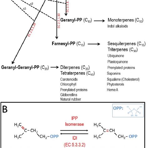 Pdf Isopentenyl Diphosphate Isomerase A Checkpoint To Isoprenoid Biosynthesis