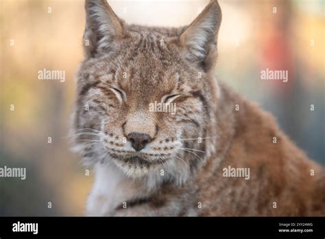 The Eurasian Lynx Lynx Lynx Siberian Lynx Portrait Closeup Stock