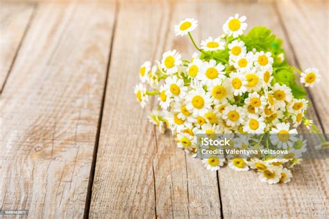 카모마일 꽃 여름 들판 꽃의 꽃다발입니다 향기로운 흰색 노란색 꽃입니다 여름 컨셉입니다 텍스트를 위한 위치입니다 복사 공간 배경에 구성 건강관리와 의술에 대한 스톡 사진 및