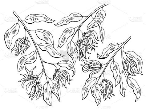 卡南加依兰依兰图形黑白孤立素描插图矢量
