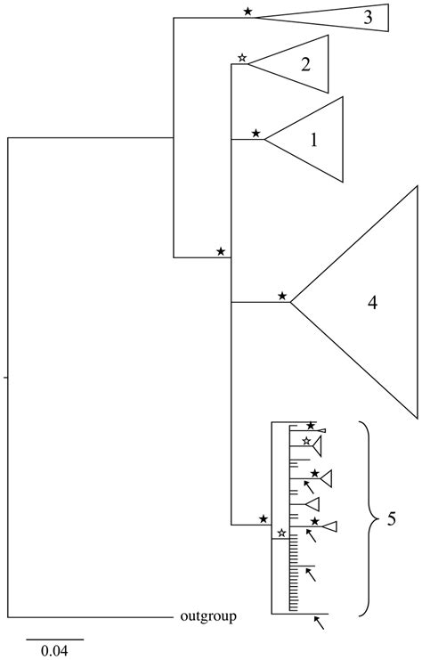 Bayesian Majority Rule Consensus Tree Of The Reduced Pepck Data Set Download Scientific Diagram