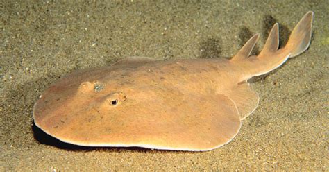 What Happens When A Stingray Stings You Heres What You Should Do