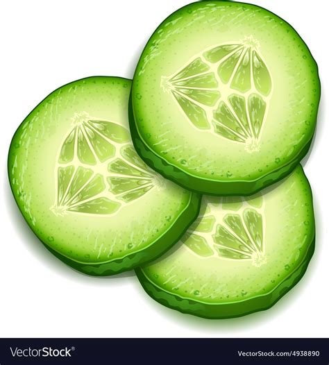 Fresh Cucumber Slice Isolated On White Background Vector Image