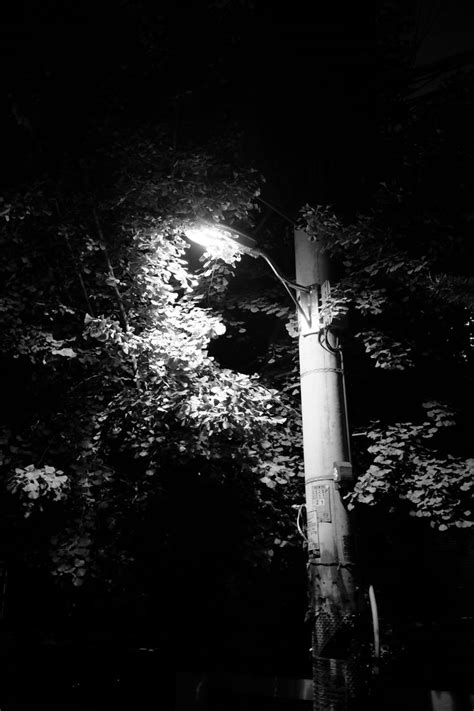 사진에 있는 지니님의 핀 흑백 사진 사진 흑백