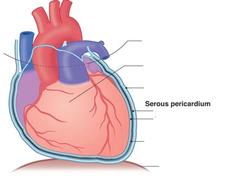 Pericardium Diagram Quizlet