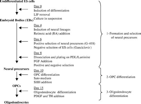 Schematic View Of The Differentiation Protocol Download Scientific Diagram
