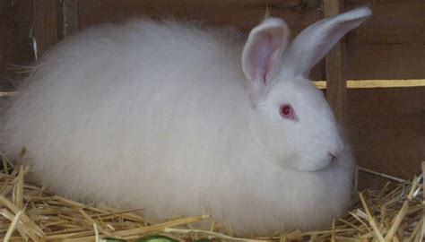 Netherland Dwarf Rabbit Everything You Need To Know